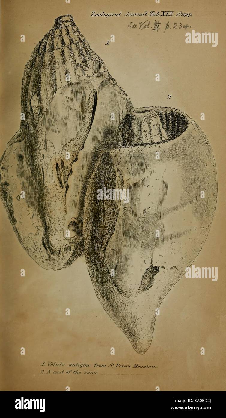 Illustration features two distinct shell specimens labeled hi-res stock ...