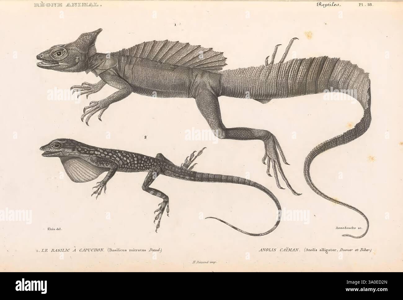 Le règne animal distribué d'après son organisation Paris, 1836-1849 ...