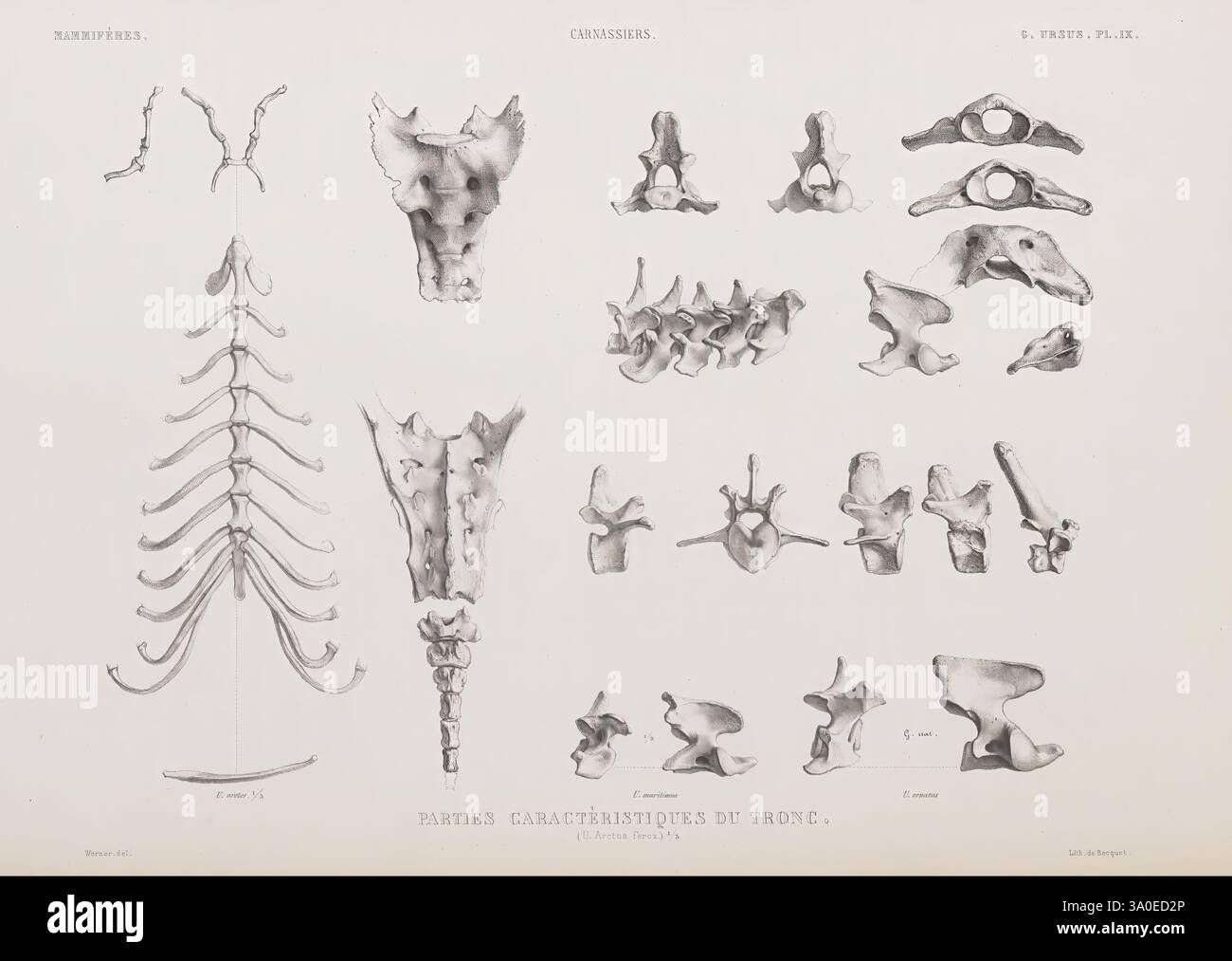 Several types of cervical vertebrae hi-res stock photography and images ...