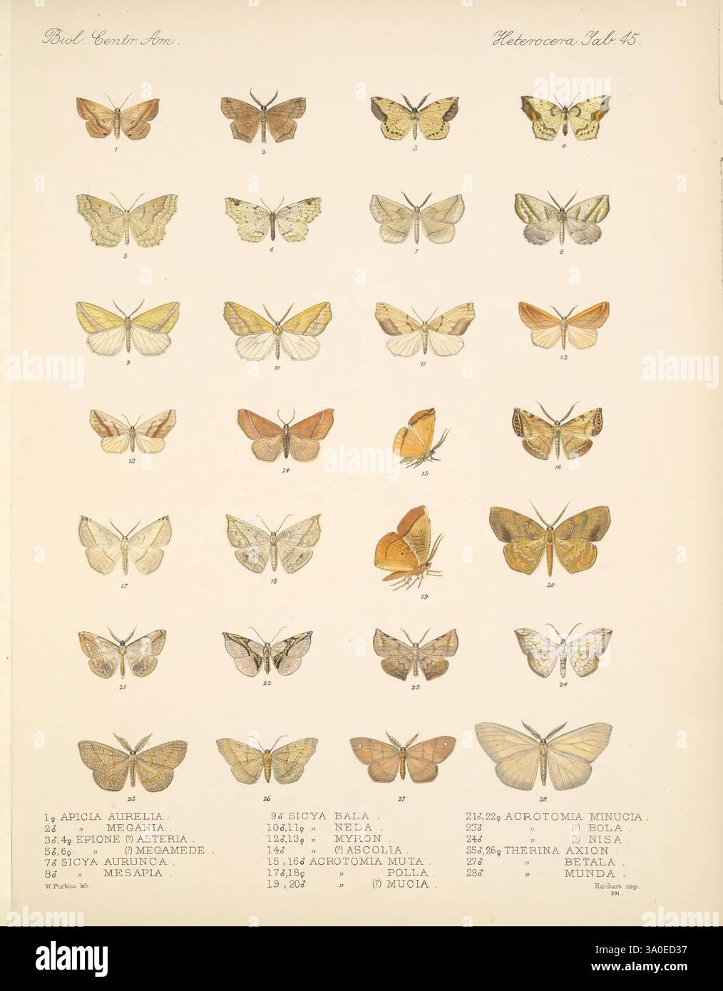 Biologia Centrali-Americana London, 1879-1915, archaeology, botany ...