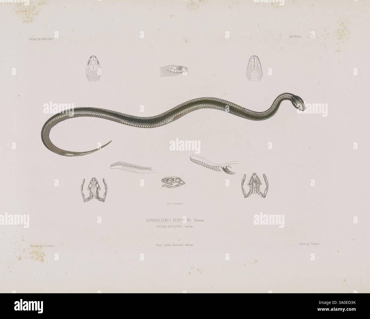 Hautefeuille 21 1845 51 description hi-res stock photography and images ...