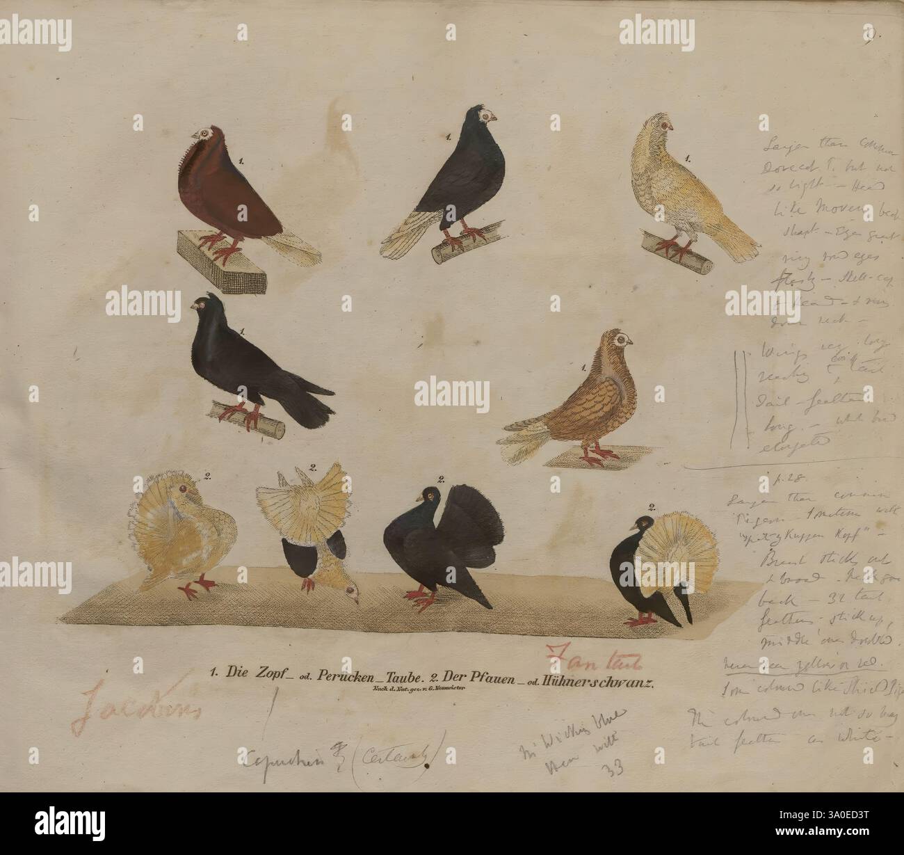 Various pigeon breeds hi-res stock photography and images - Alamy