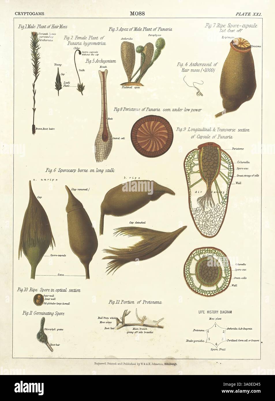 The, botanical, atlas, New York, The, Century, Co, 1883, botany ...