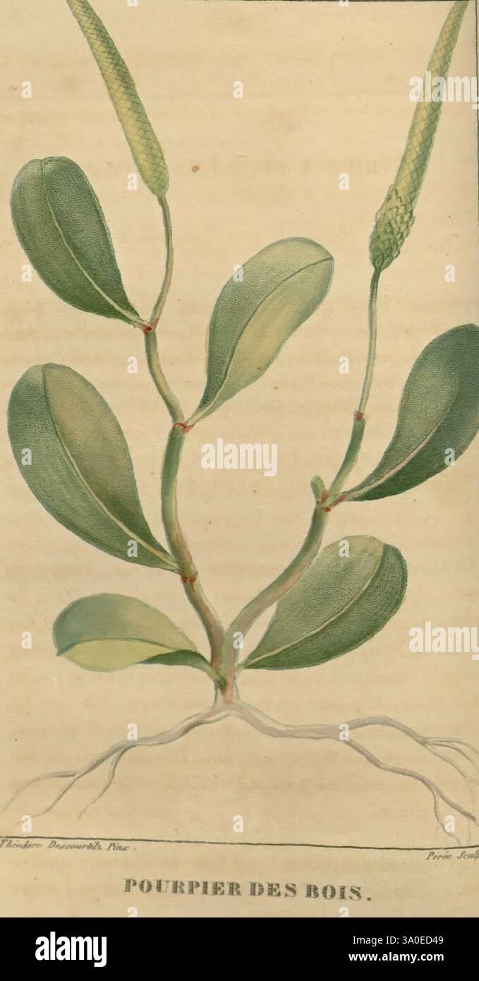 Flore médicale des Antilles, ou, Traité des plantes usuelles, Paris ...