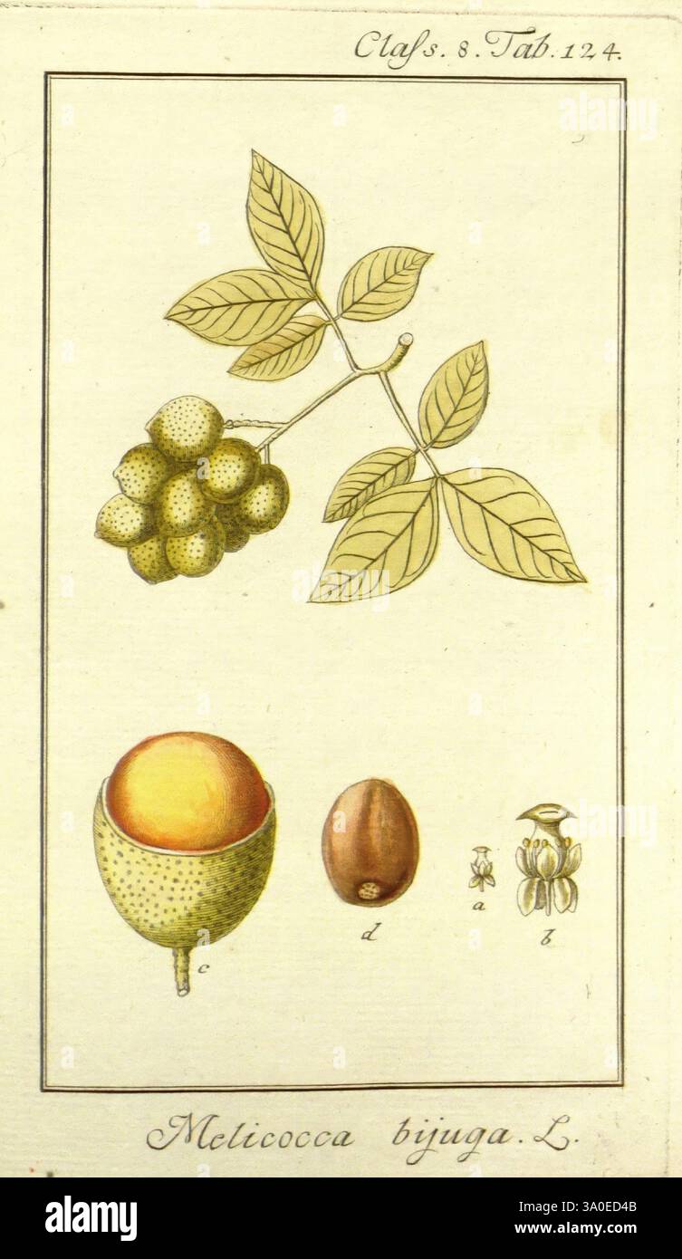 Melicoccus bijugua hi-res stock photography and images - Alamy