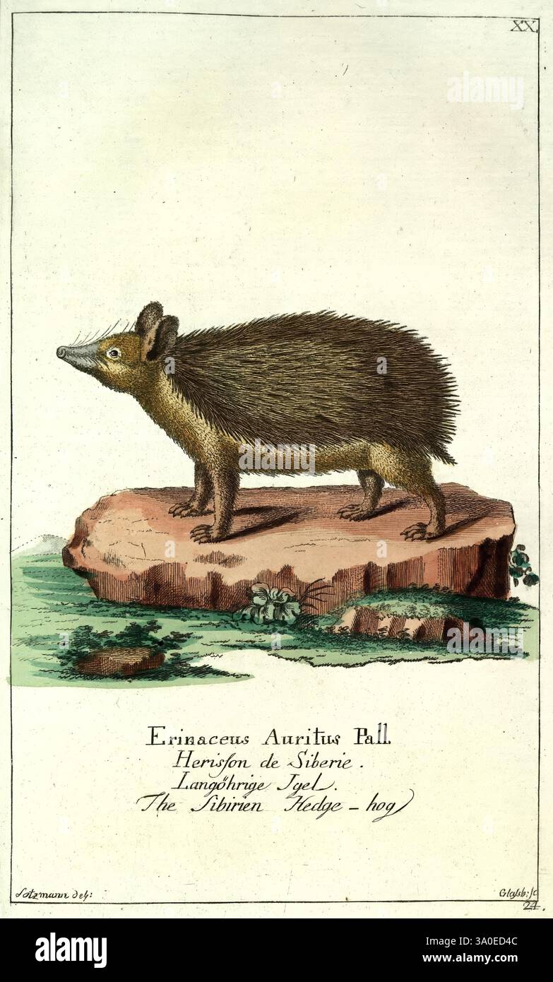 Hedgehogs unique characteristics hi-res stock photography and images ...