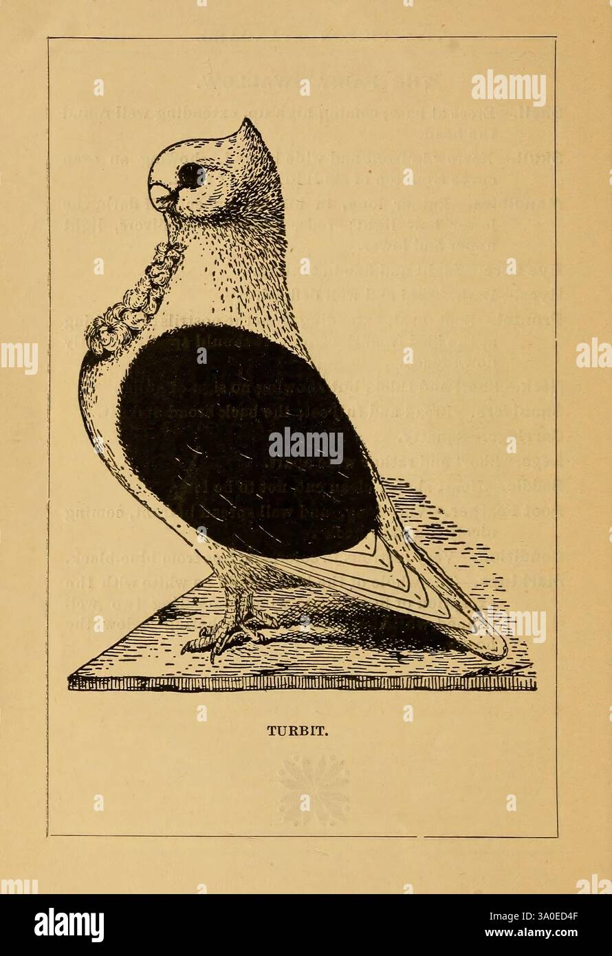 The pigeon standard Boston C.E. Twombly [c1900] pigeons, A detailed ...