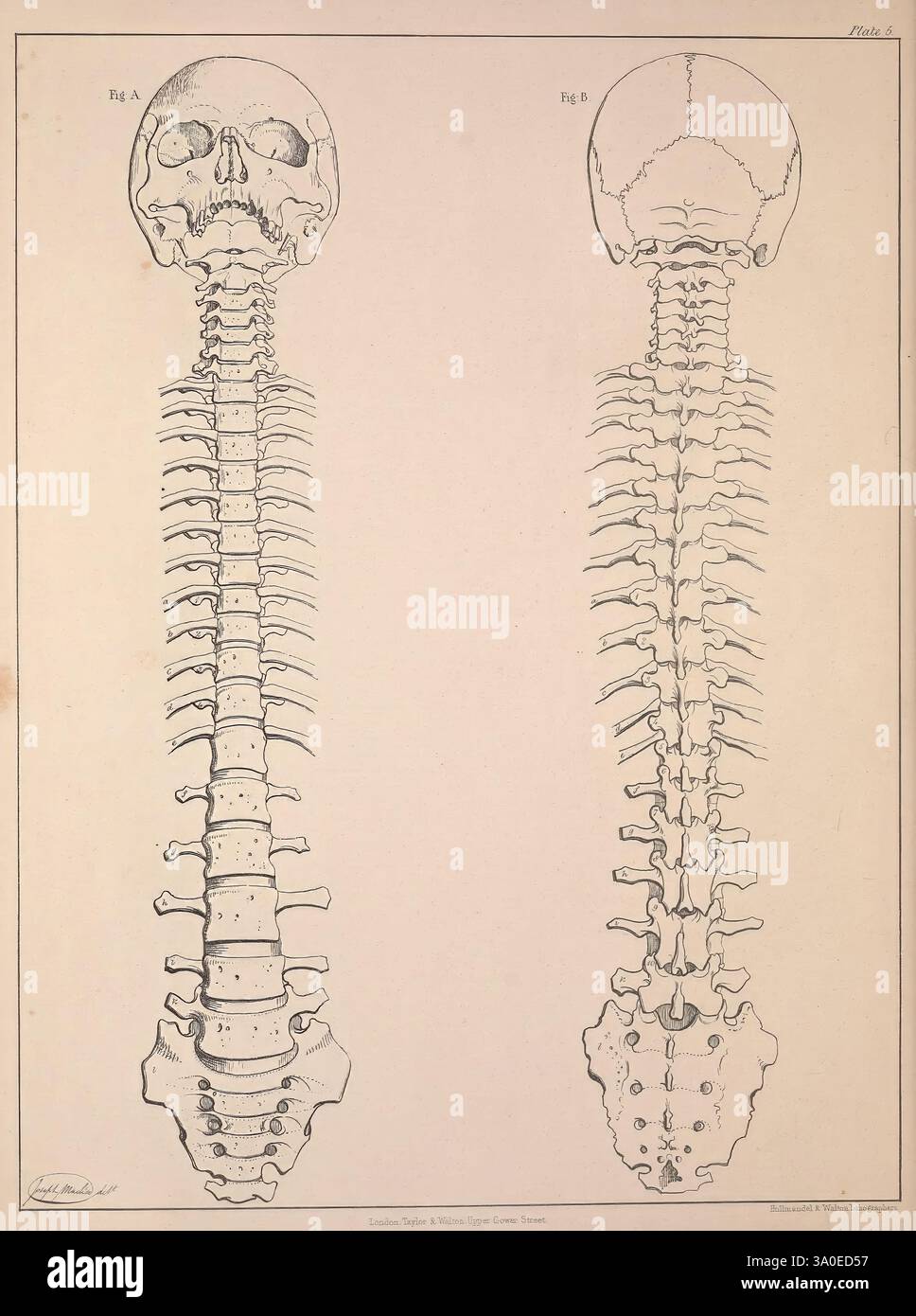 Comprehensive overview of human skeletal anatomy hi-res stock ...