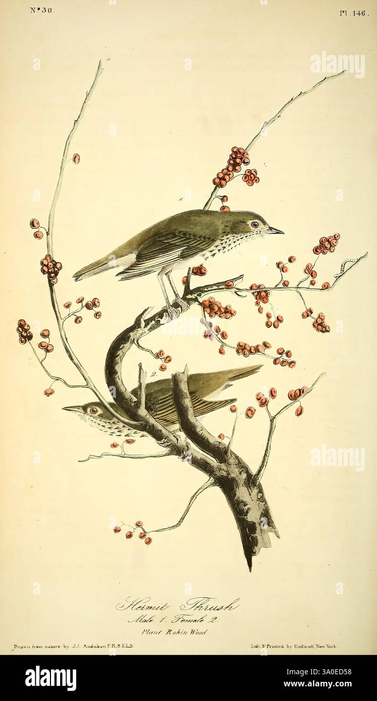 Naturalistic color palette hi-res stock photography and images - Alamy