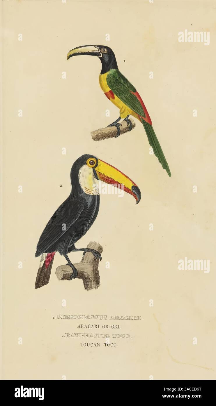 Upper toucan displays hi-res stock photography and images - Alamy