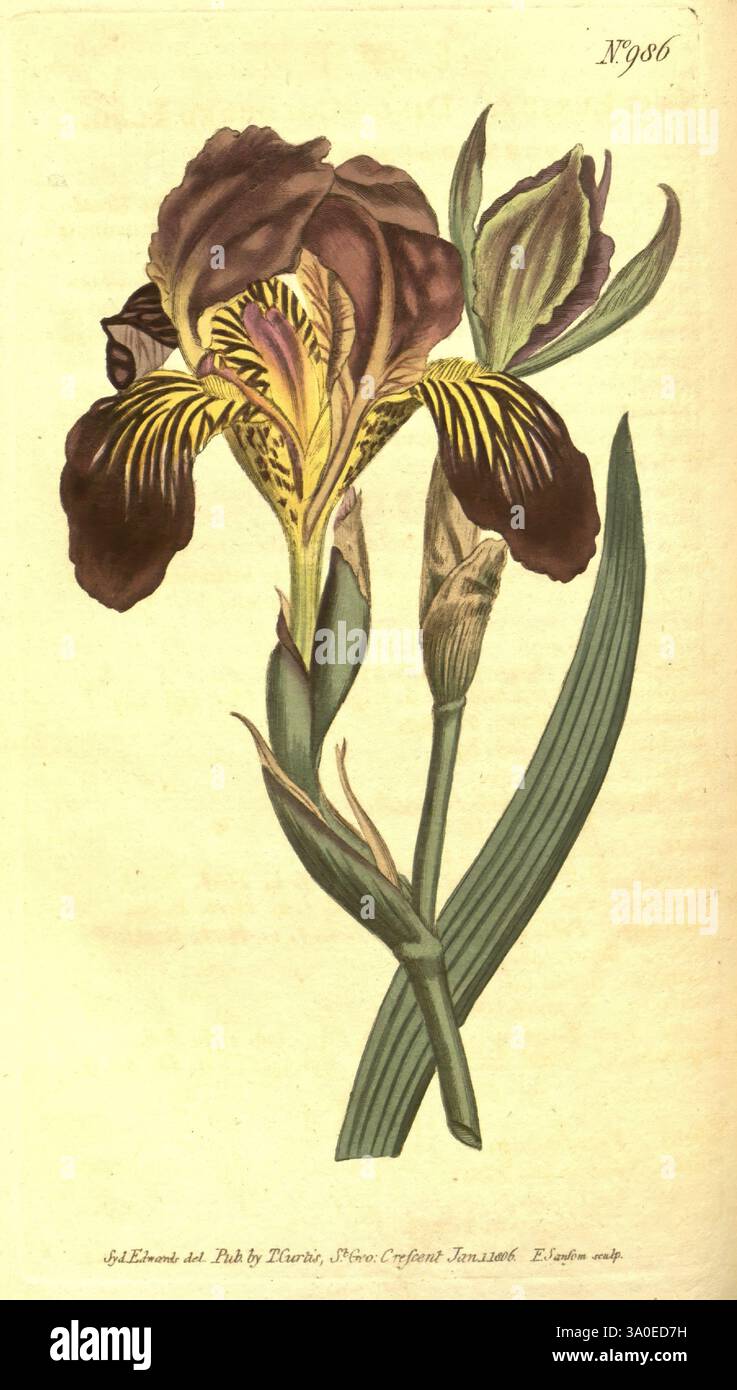 Curtis's Botanical Magazine London New York Botany Periodicals ...