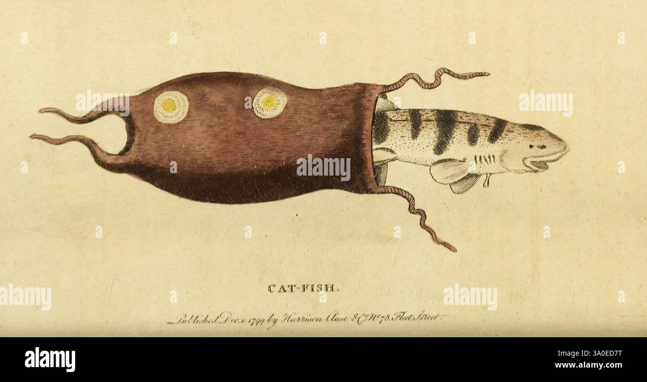 Elongated sack hi-res stock photography and images - Alamy