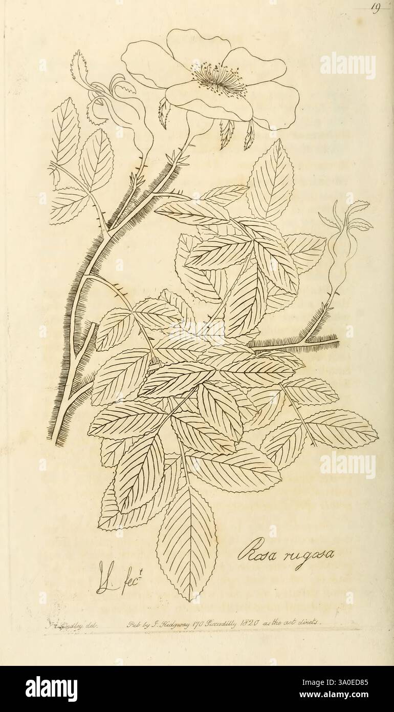 Alongside prominent leaves hi-res stock photography and images - Alamy