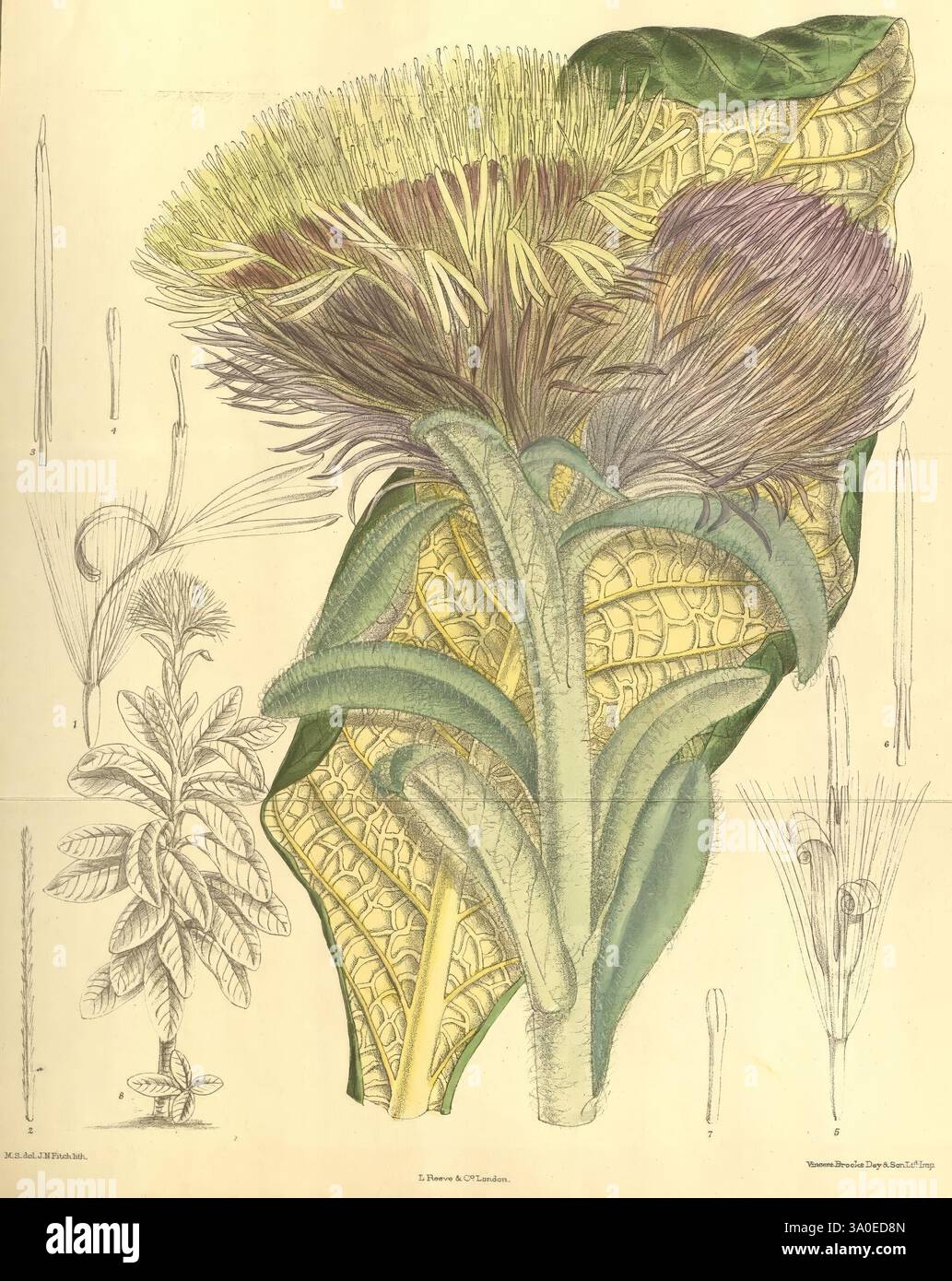 Curtis's Botanical Magazine London New York Botanical Illustration ...