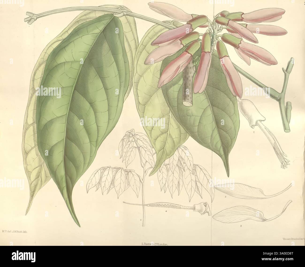 Slender petals in shades of pink hi-res stock photography and images ...