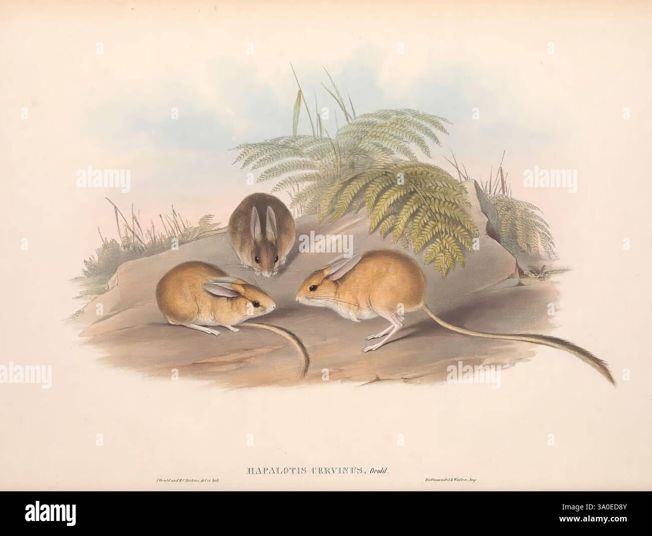 The mammals of Australia, London, Printed by Taylor and Francis, pub ...