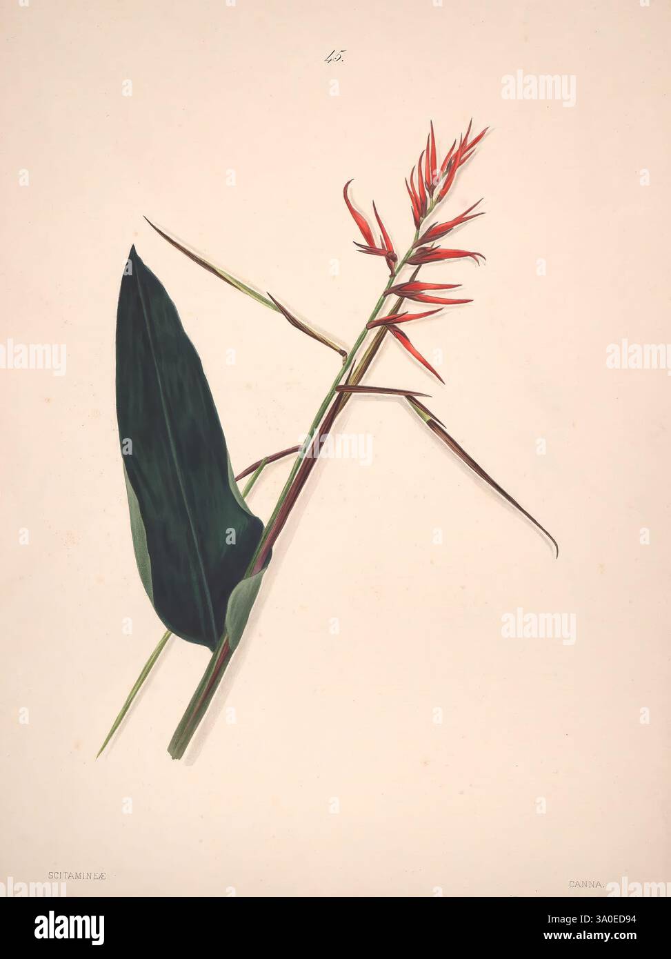 Brazilian flowers, drawn from nature, in the years 1880-1882, Coombe ...