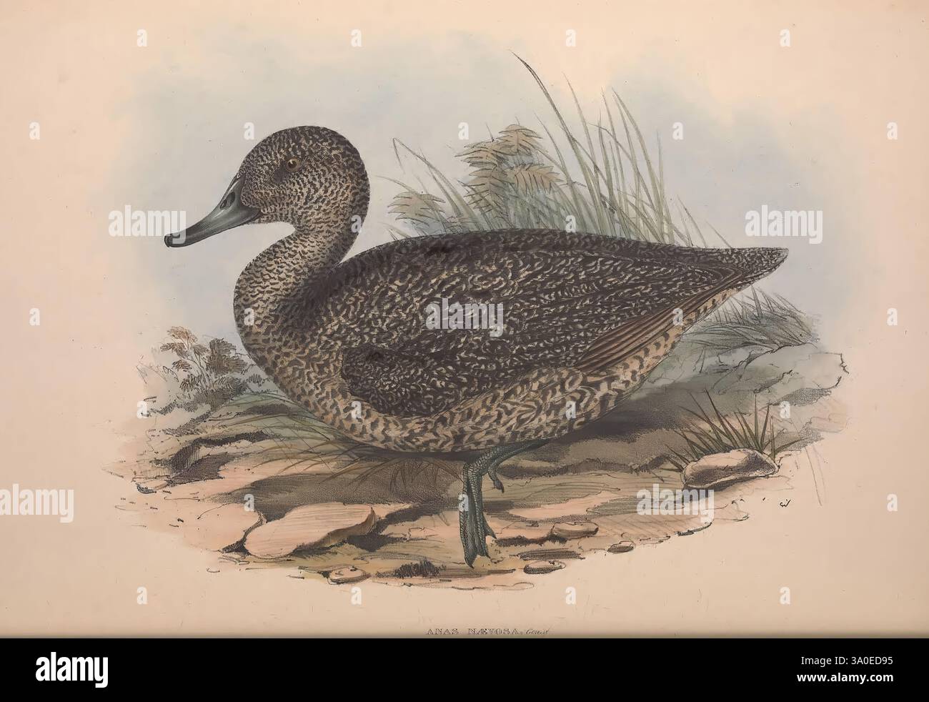 Streamlined body suggest adaptability hi-res stock photography and ...