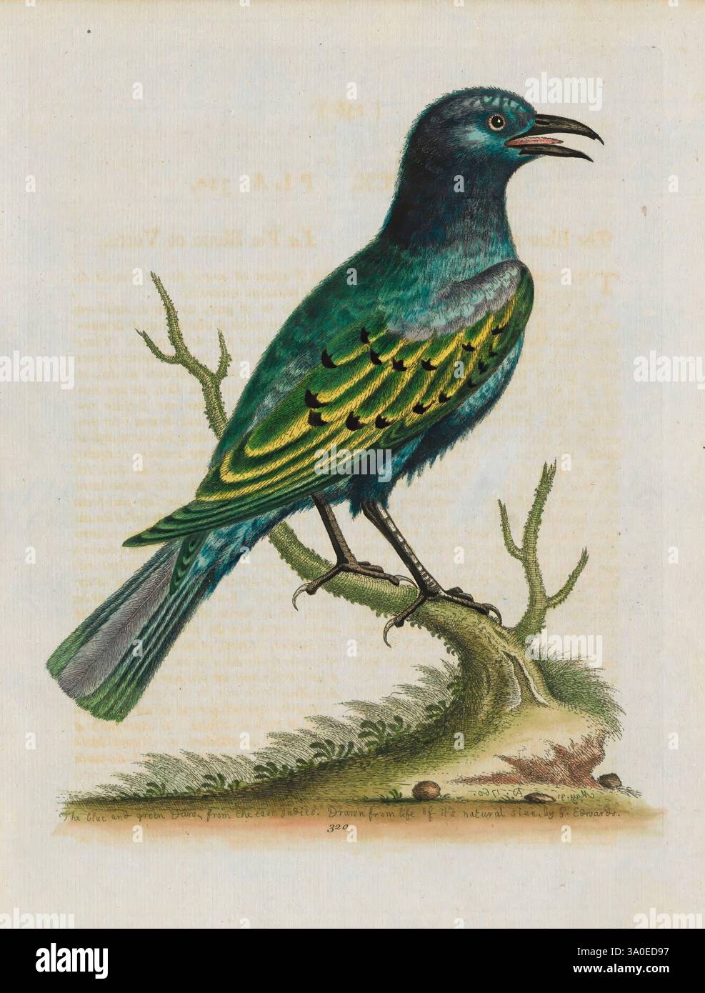 Faint traces of foliage hi-res stock photography and images - Alamy