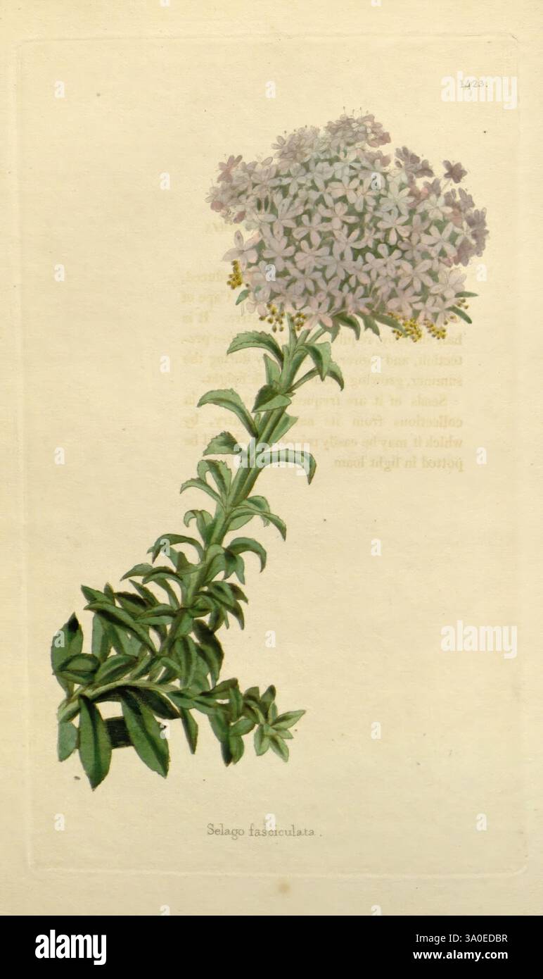 The, botanical, cabinet, London, John, and, Arthur, Arch, 1817-1833, A ...