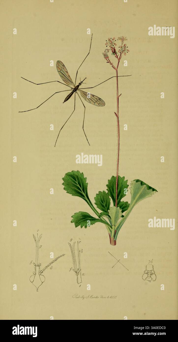 British, entomology, London, Printed for the author 1823-1840 [i.e ...