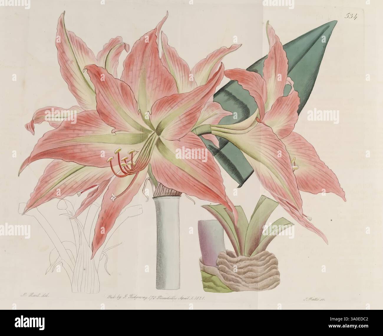 Trumpet shaped blooms in shades of pink hi-res stock photography and ...