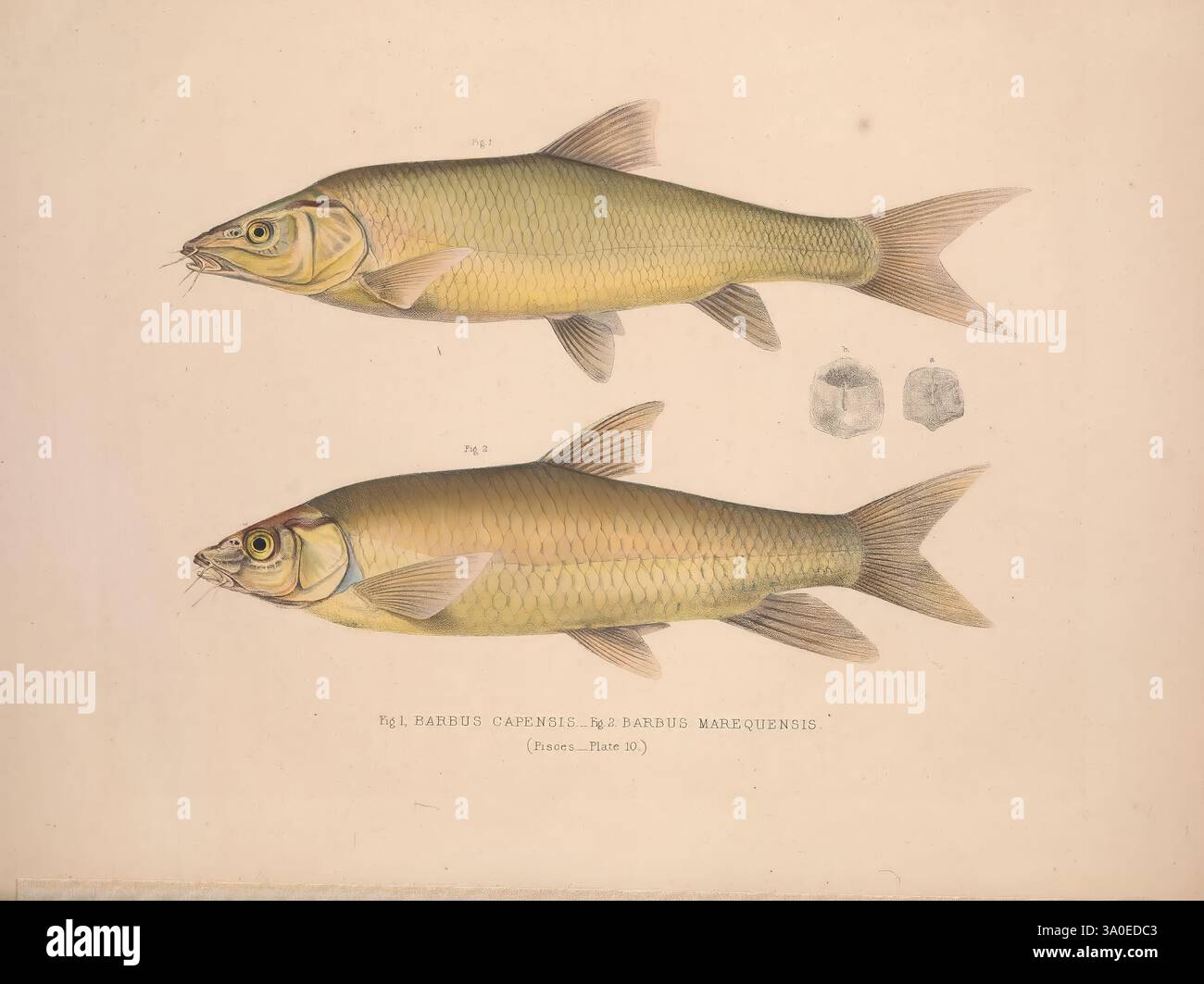 Illustrations of the Zoology of South Africa, London, Smith, Elder and ...