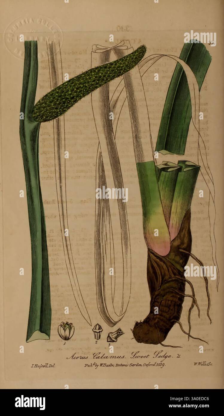 Image features detailed depictions of elongated hi-res stock ...