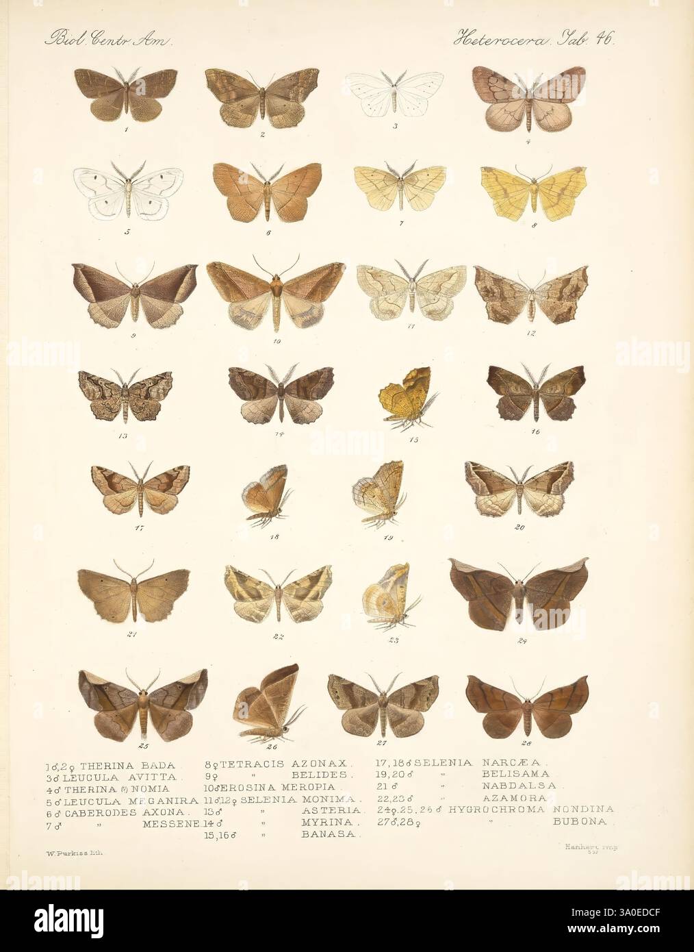 Biologia Centrali-Americana London, 1879-1915 archaeology botany ...