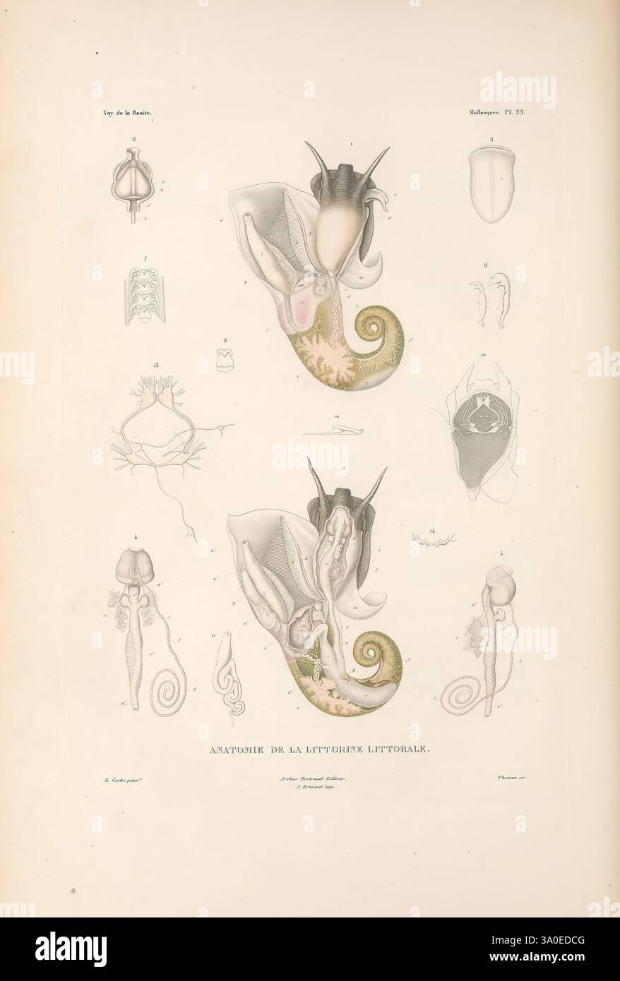 Detailed breakdown of reproductive structures hi-res stock photography ...