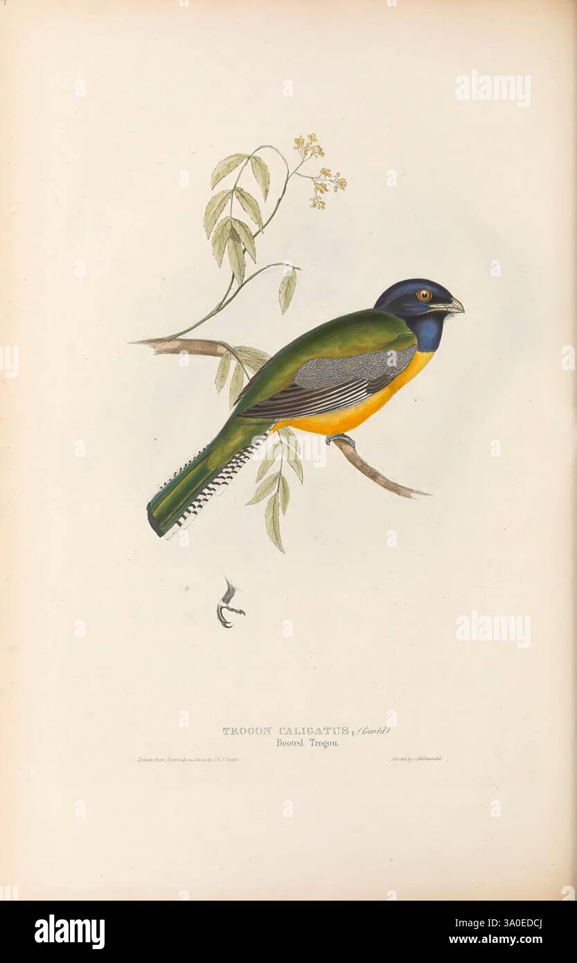 Pictorial works trogons hi-res stock photography and images - Alamy