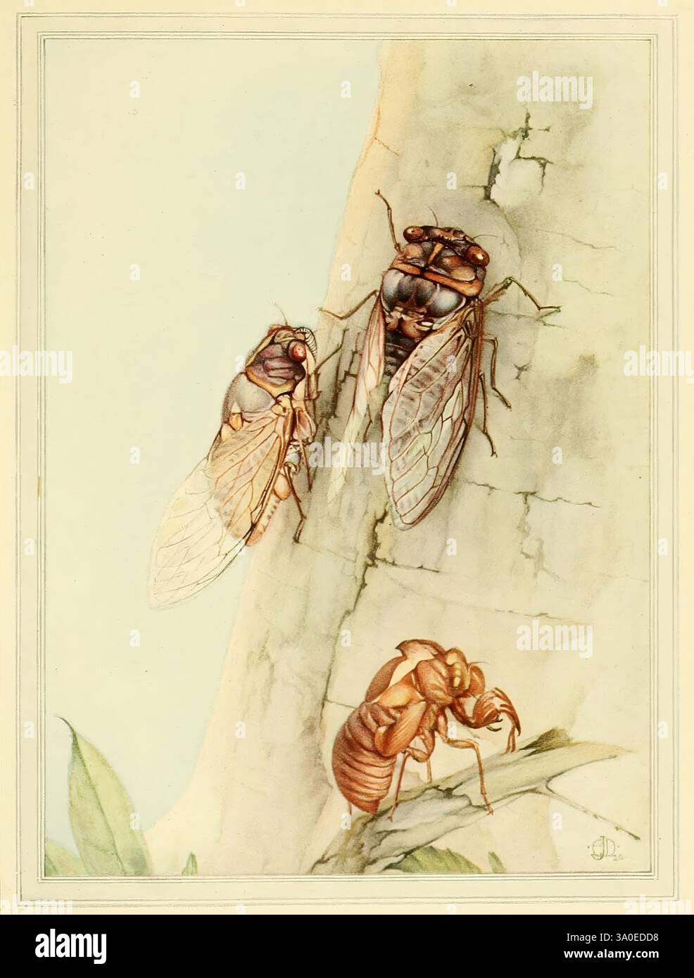 Edward julius detmold hi-res stock photography and images - Alamy