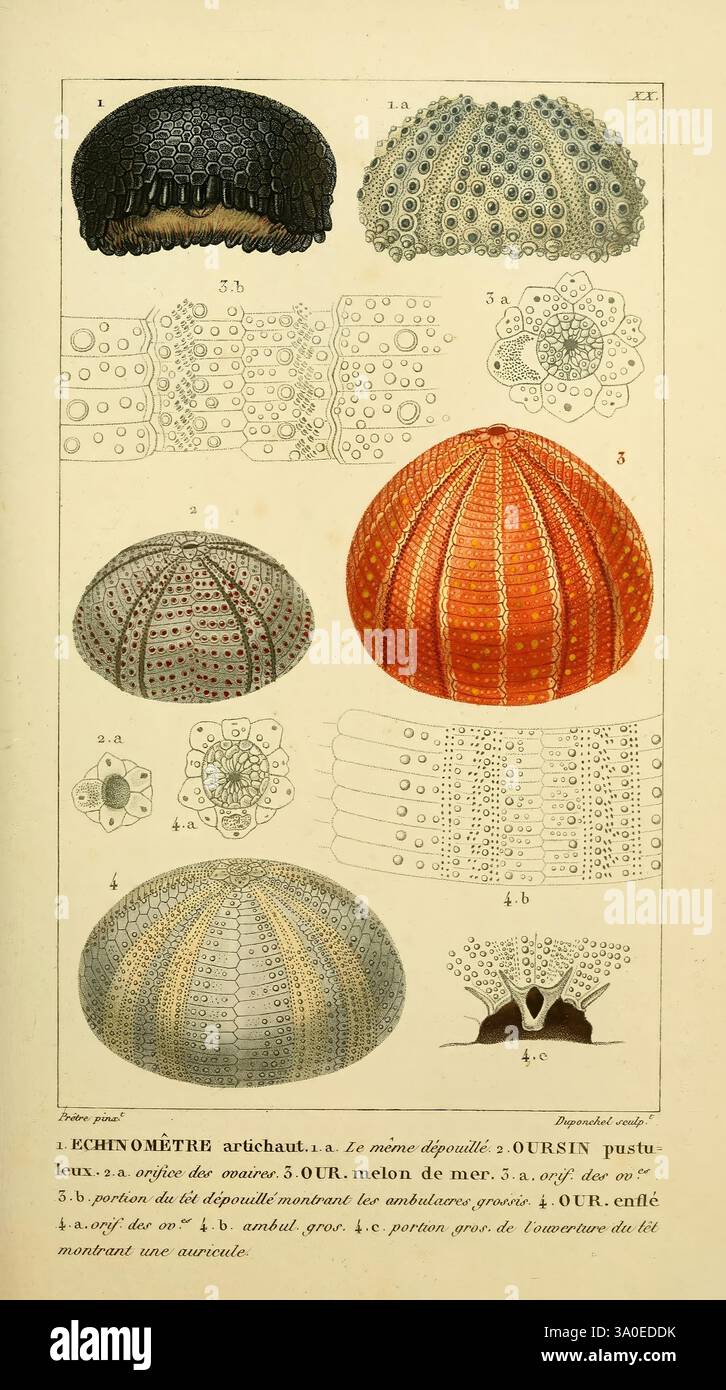 Intricately detailed illustrations of echinoderms hi-res stock ...