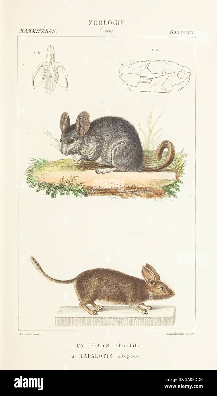 Atlas de zoologie, Paris, Germer Bailliere, 1844, chinchilla, museum ...