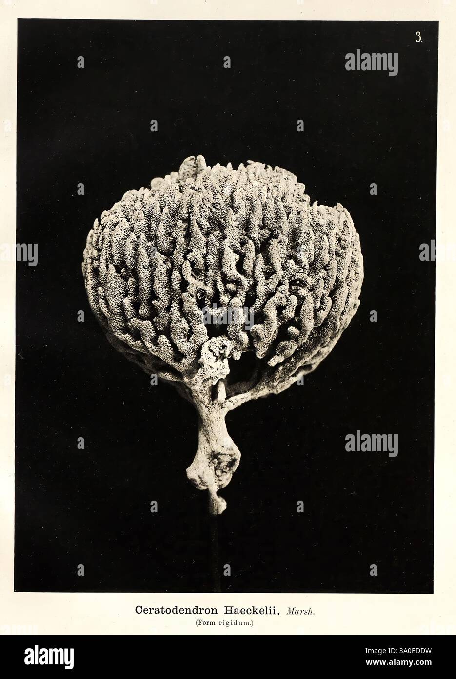 Coscinoderma hi-res stock photography and images - Alamy