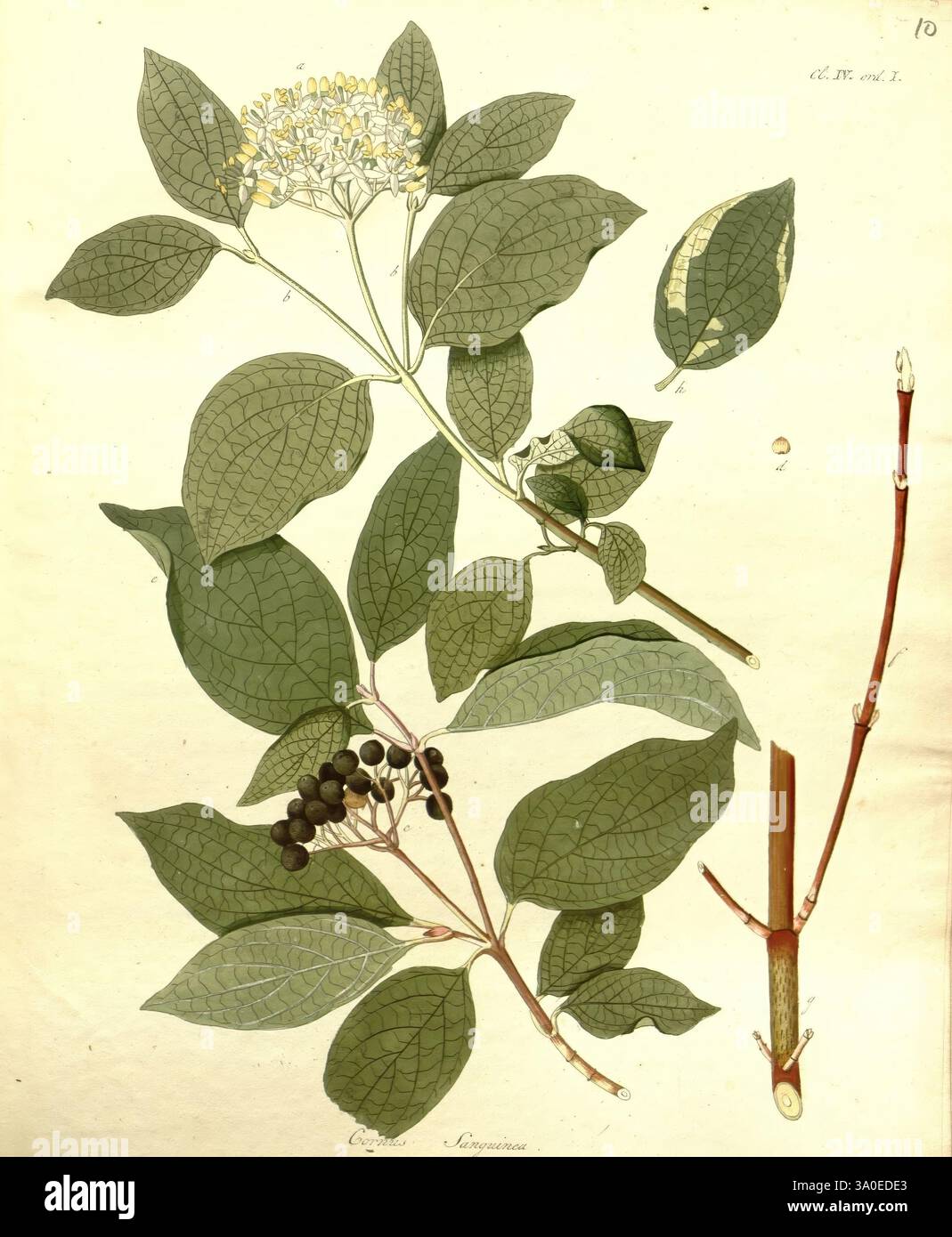 Plants distinctive lance shaped leaves hi-res stock photography and ...