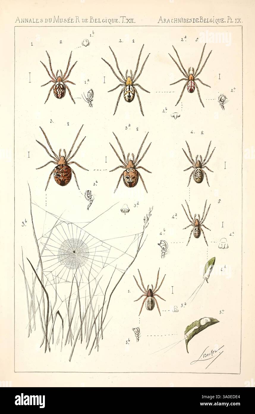 Les arachnides de Belgique, Bruxelles, F. Hayez, 1882-96, arachnida ...