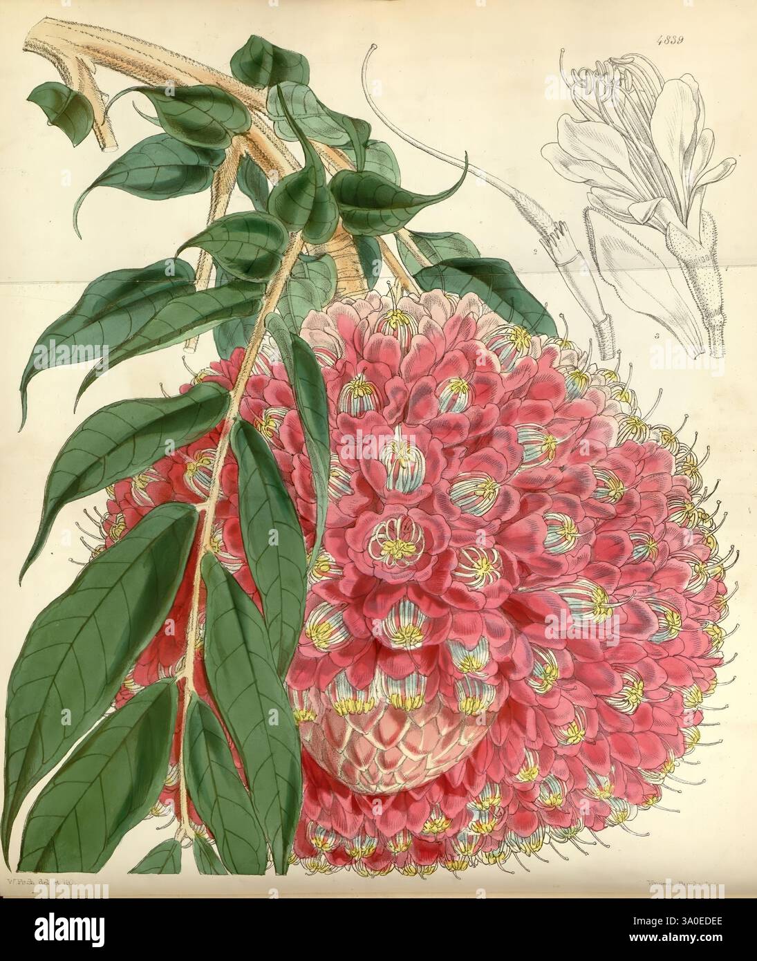 Faint outline illustrates hi-res stock photography and images - Alamy