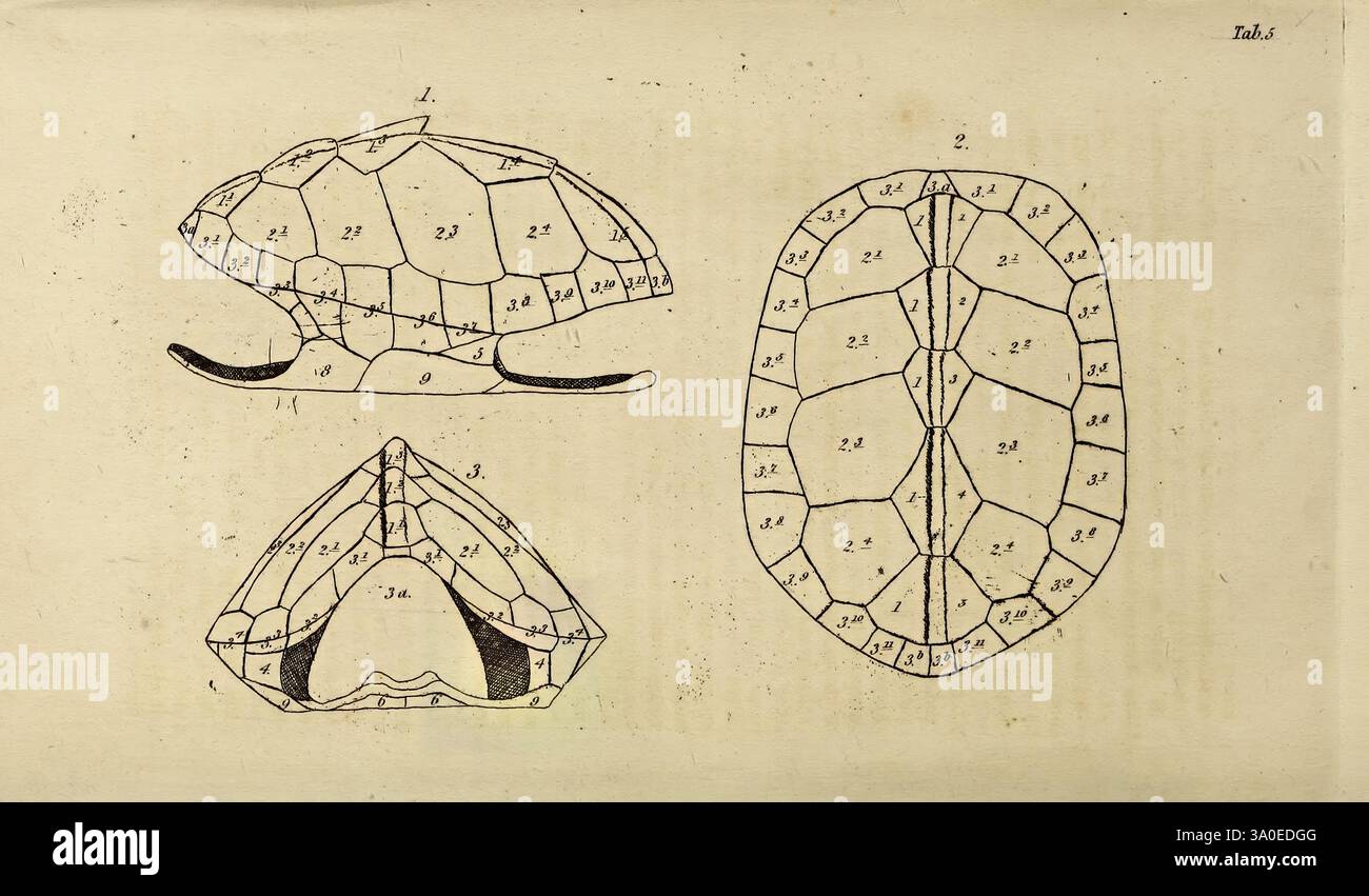 Showcasing intricate armor detailing hi-res stock photography and ...