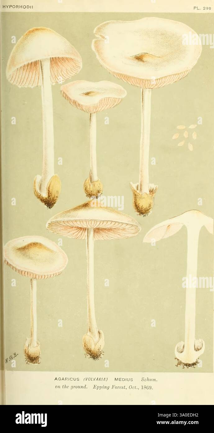 Illustrations of British Fungi (Hymenomycetes), to serve as an atlas to ...