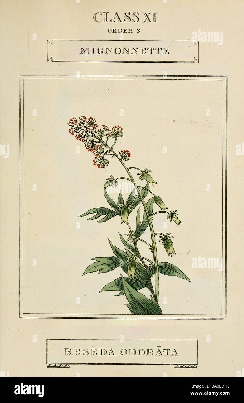 Elements of the science of botany London Printed by T. Bensley for J ...