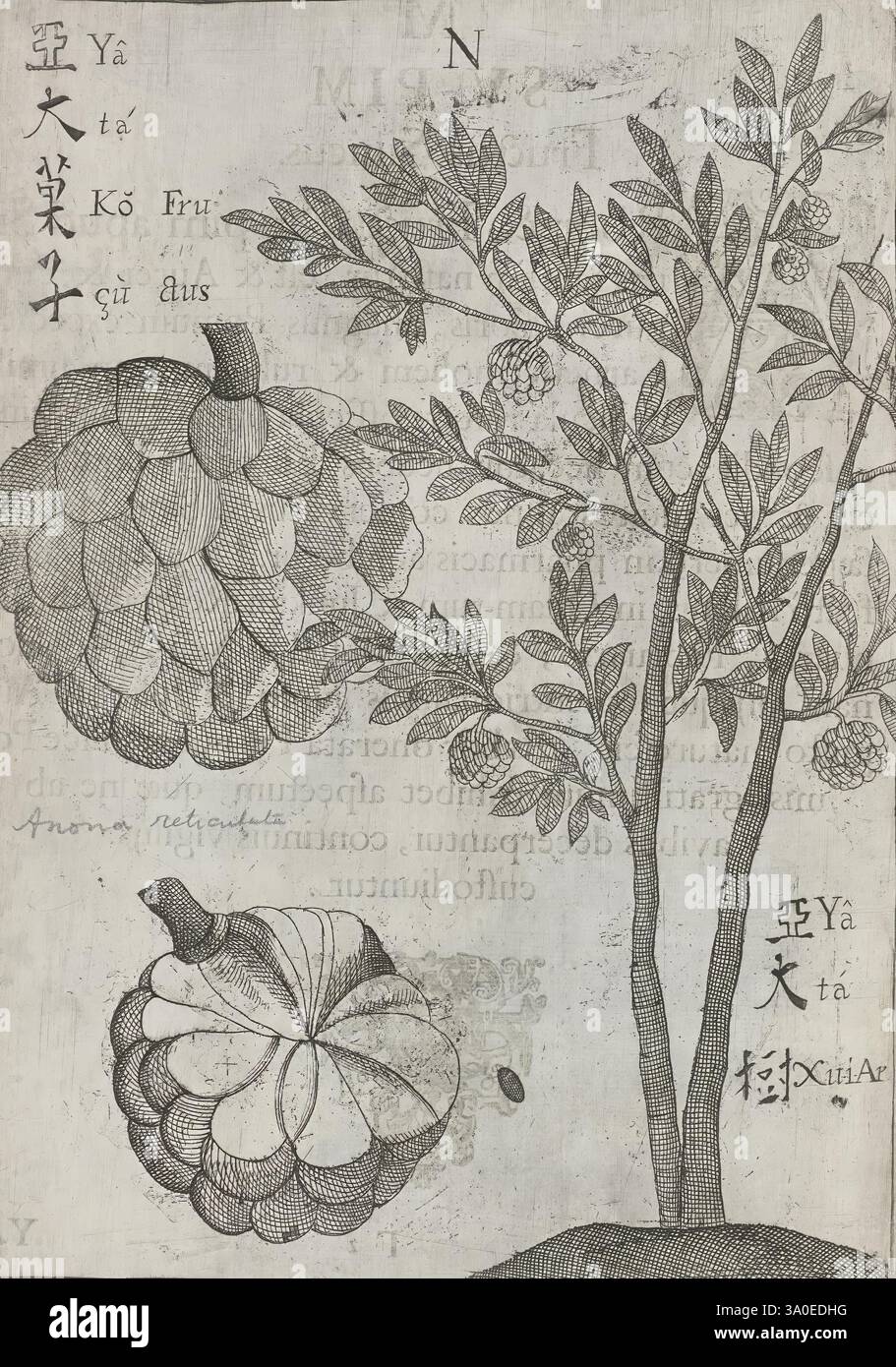 Reminiscent of squash hi-res stock photography and images - Alamy