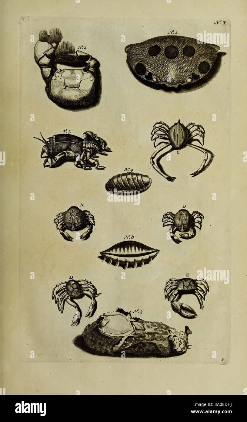 Segmented specimen exhibiting hi-res stock photography and images - Alamy