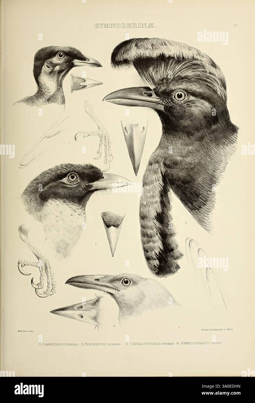 Emphasizing adaptations hi-res stock photography and images - Alamy