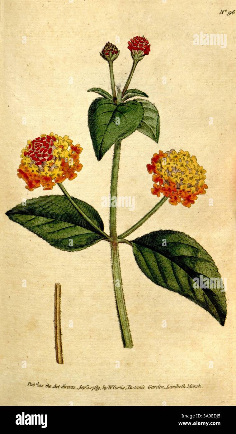 The Botanical Magazine, or Flower-garden Displayed, S.l, s.n, 1790-1800 ...