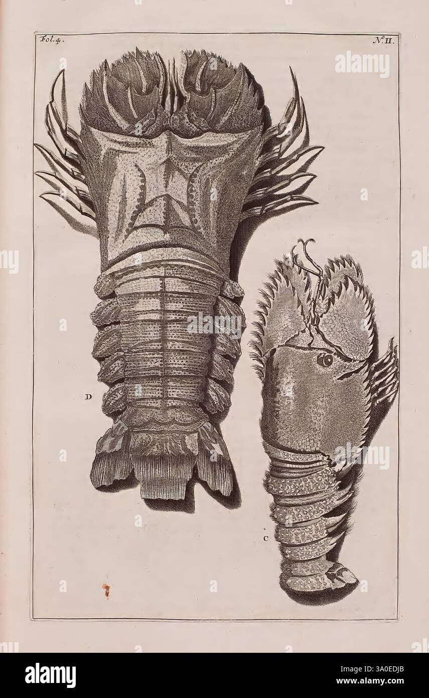 D'Amboinsche Rariteitkamer, T'Amsterdam, Gedrukt by François Halma ...