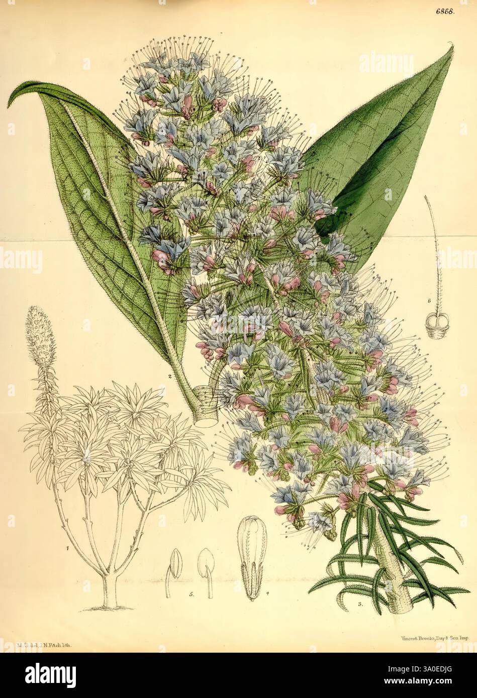 Elongated inflorescence showcases hi-res stock photography and images ...