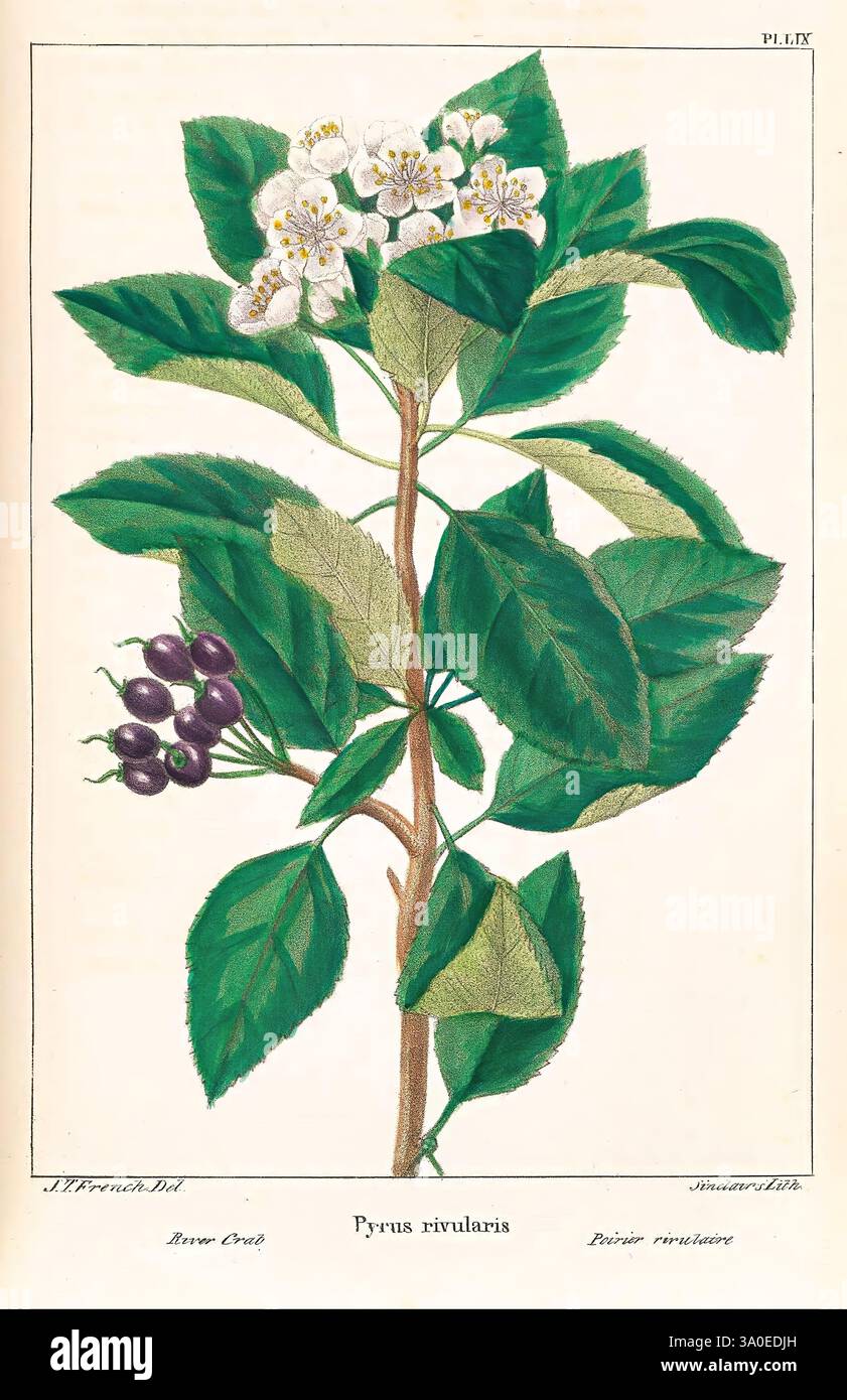 Pyrus rivularis hi-res stock photography and images - Alamy