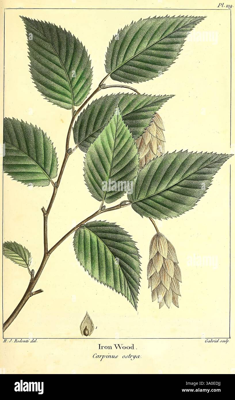 The North American sylva, Philadelphia, R.P. Smith, 1853, botany, North ...