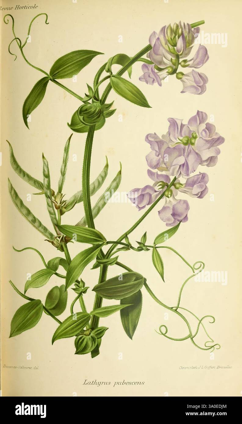 Plant species lathyrus pubescens hi-res stock photography and images ...